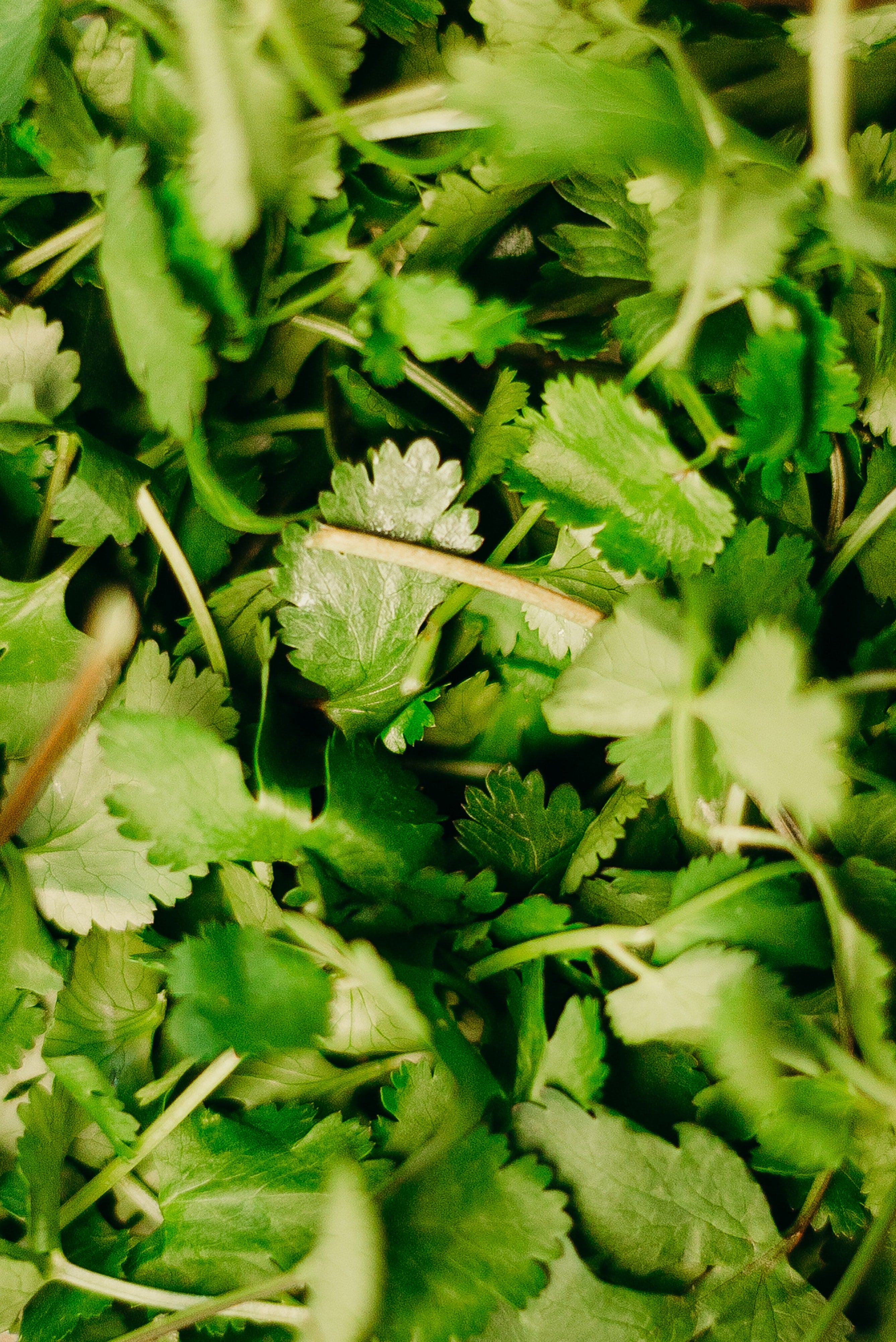 Health Benefits of Cilantro: Why Use It for Cleansing – PLANT SHACK
